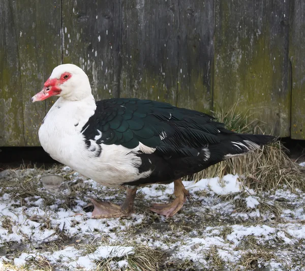 Pato domesticado Stock Photos, Royalty Free Pato domesticado Images ...