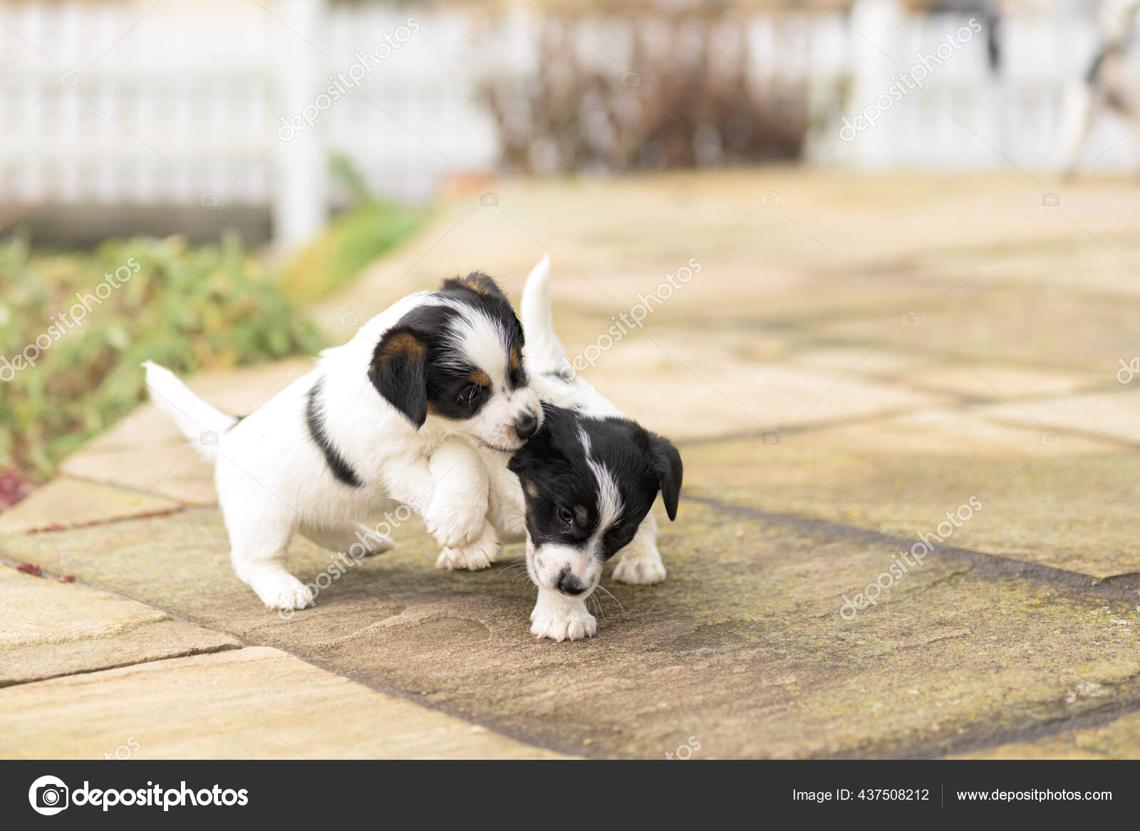 Miniature Jack Russell Terrier