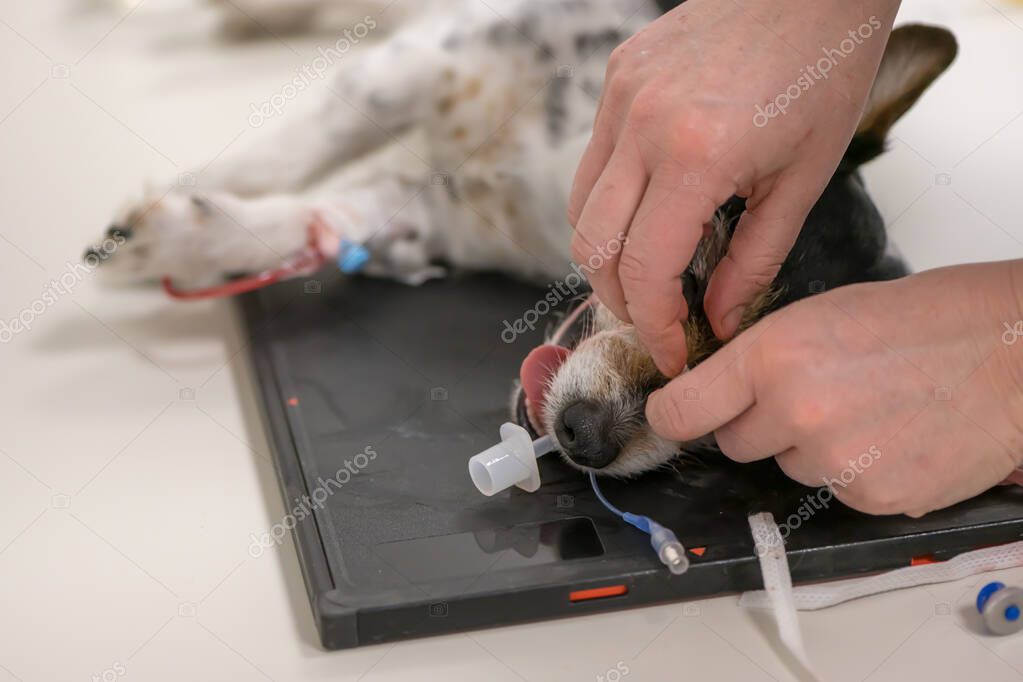 Veterinaria de rayos X pequeño lindo perro Jack Russell Terrier después ...