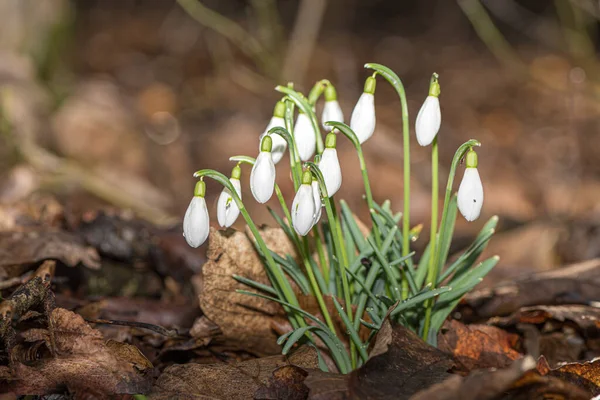 Three snowdrops Stock Photos, Royalty Free Three snowdrops Images ...