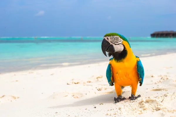 Parrot beaches Stock Photos, Royalty Free Parrot beaches Images ...