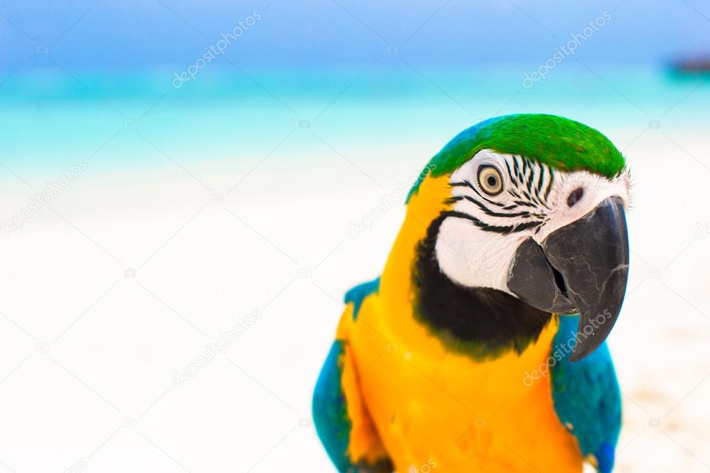 Cute colorful parrot on tropical white sandy beach on Maldives Stock ...