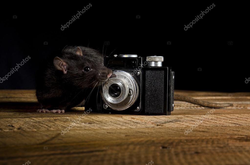 Rat with the old camera. — Stock Photo © mercava2007 #116400314