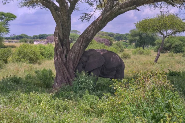 Hidden elephant Stock Photos, Royalty Free Hidden elephant Images ...