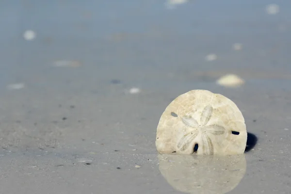 Pansy shell Pictures, Pansy shell Stock Photos & Images | Depositphotos®