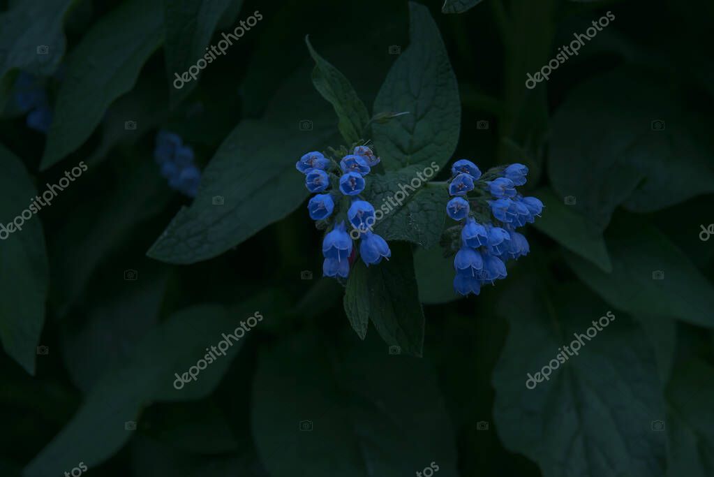 fondo exótico de plantas raras. campanas azules sobre un fondo verde ...