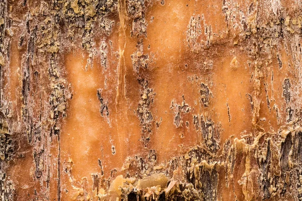 Resina de árbol de pino Stock Photos, Royalty Free Resina de árbol de ...