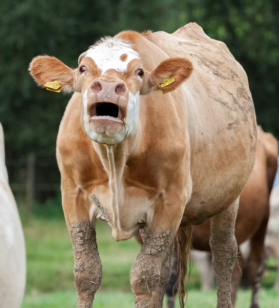 Shocked Cow