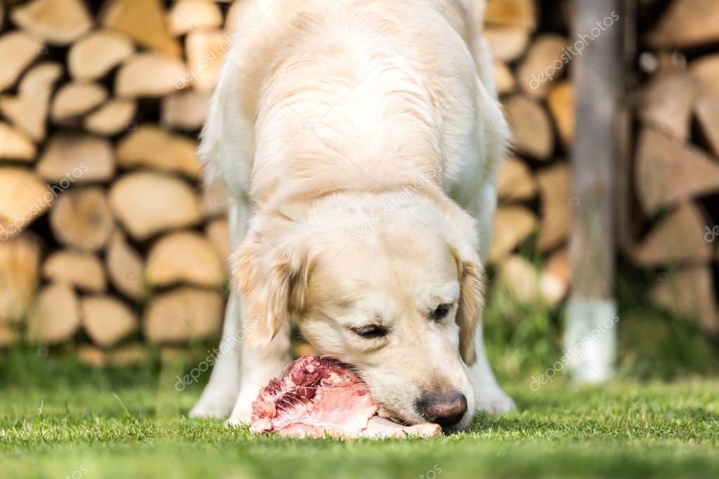 Are Golden Retrievers Good With Chickens