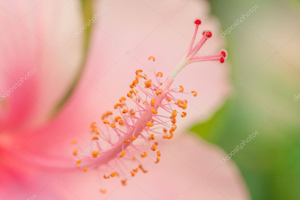 Pollen of pink Chinese rose — Stock Photo © tuckraider #89993166