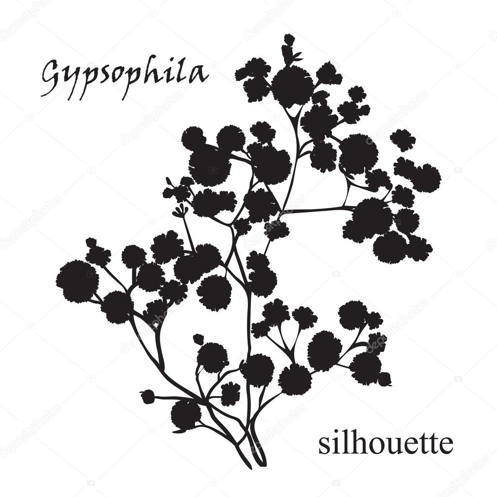 Branch of beautiful hand-drawn silhouette gypsophila Stock Vector by ...