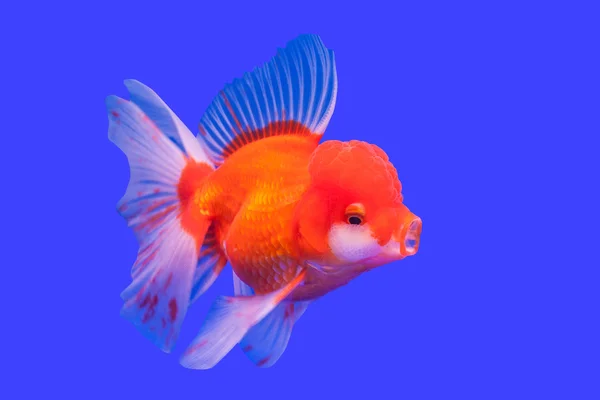 Pompadour Fish Stock Photo by ©ekapotfotothai 69227979