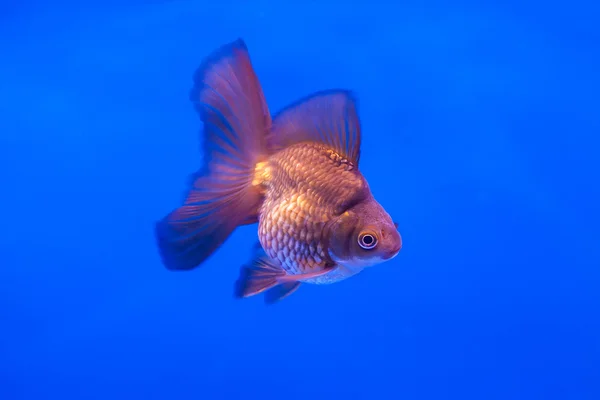 Pompadour Fish Stock Photo by ©ekapotfotothai 69227979
