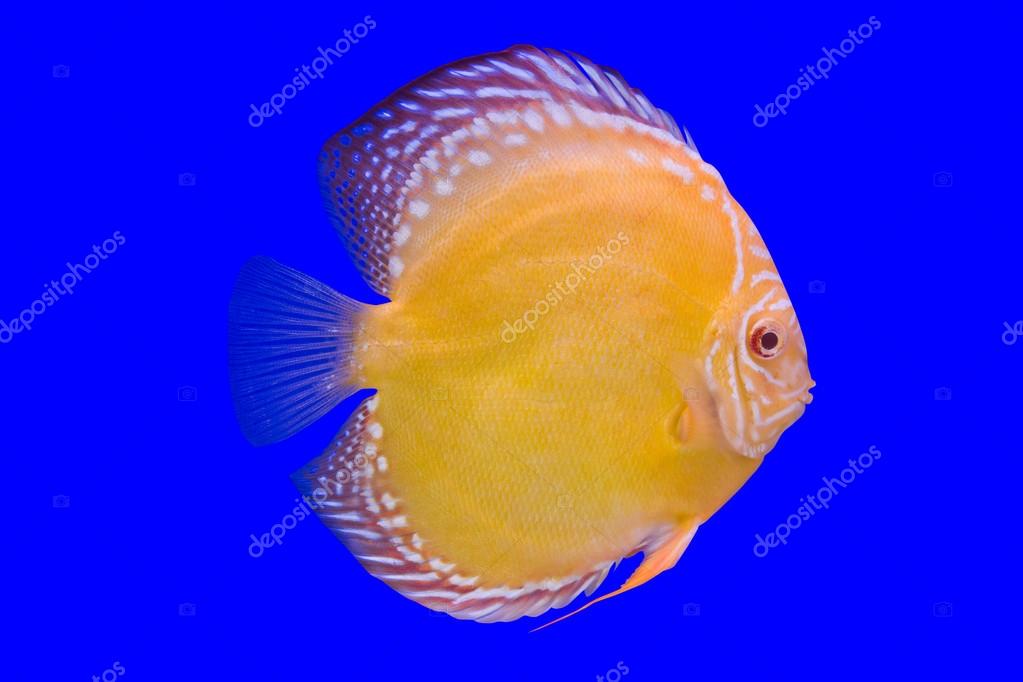 Pompadour Fish Stock Photo by ©ekapotfotothai 69227979