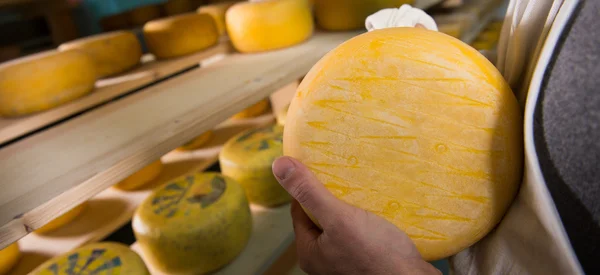 Cheese maker cleaning cheeses in his workshop - Stock Image - Everypixel