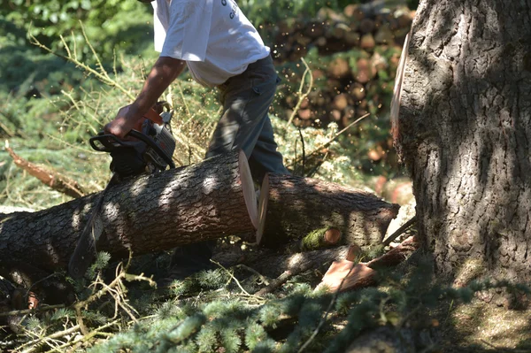 Cutting tree limbs Stock Photos, Royalty Free Cutting tree limbs Images ...