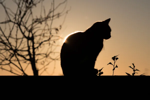 Black Cat outdoor and Sunset - Stock Image - Everypixel