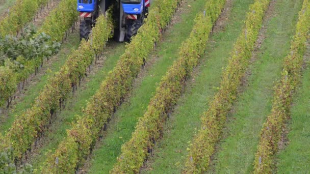 296,615 Vertical Videos, Royalty-free Stock Vertical Footage ...