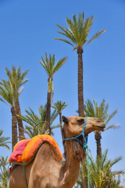 Marakech Stock Photos, Royalty Free Marakech Images | Depositphotos