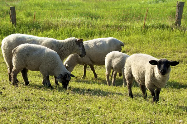 Ovinos suffolk stock fotografie, royalty free Ovinos suffolk obrázky ...