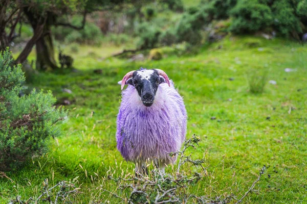 Coloured sheep Stock Photos, Royalty Free Coloured sheep Images ...