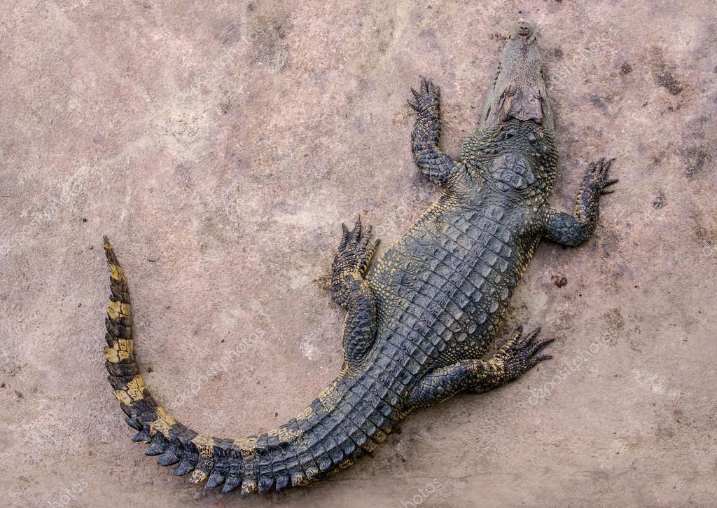 bovenaanzicht van krokodil in boerderij — Stockfoto © casanowe1 #56801795