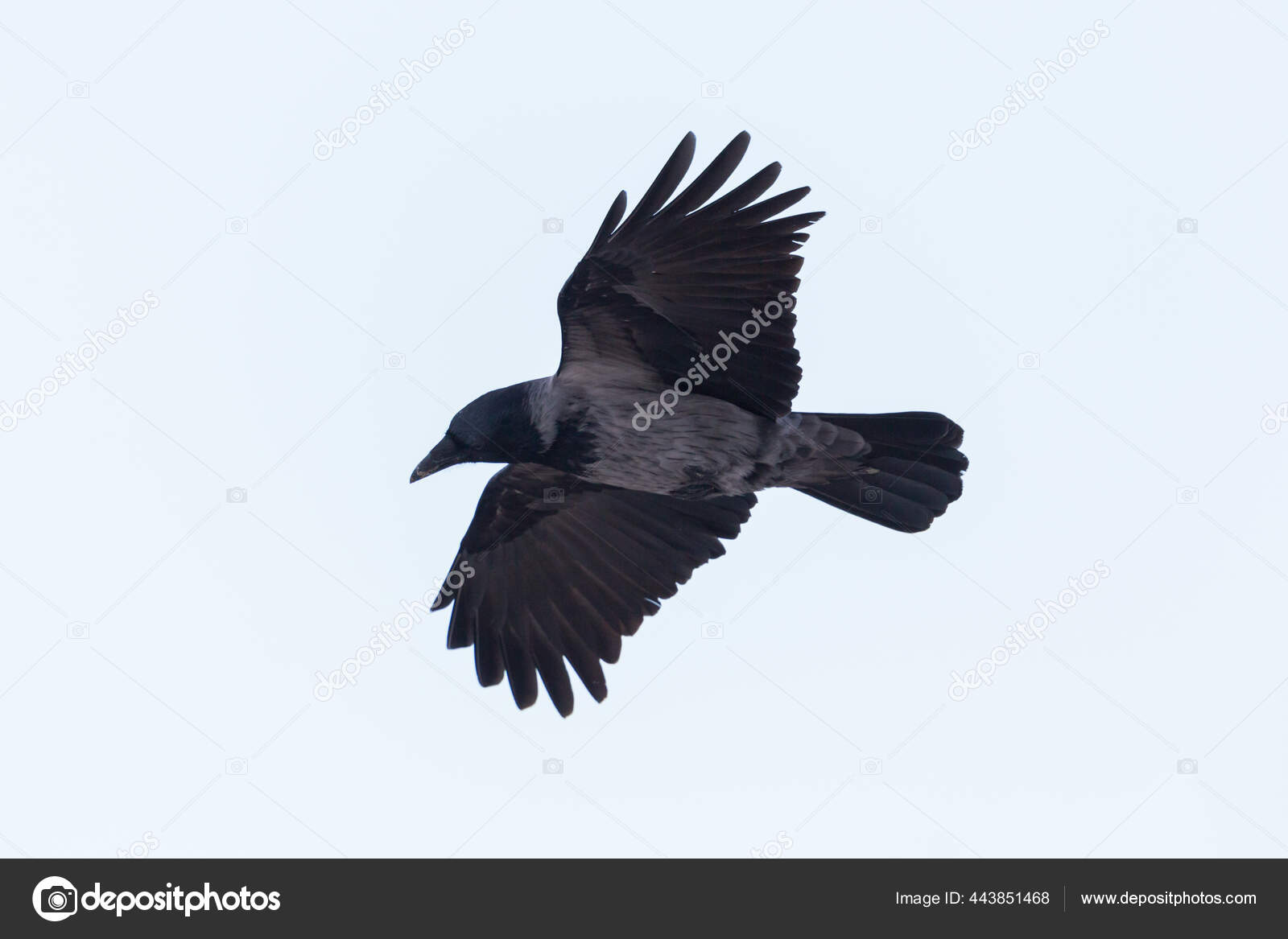 New Caledonian Crow Flying
