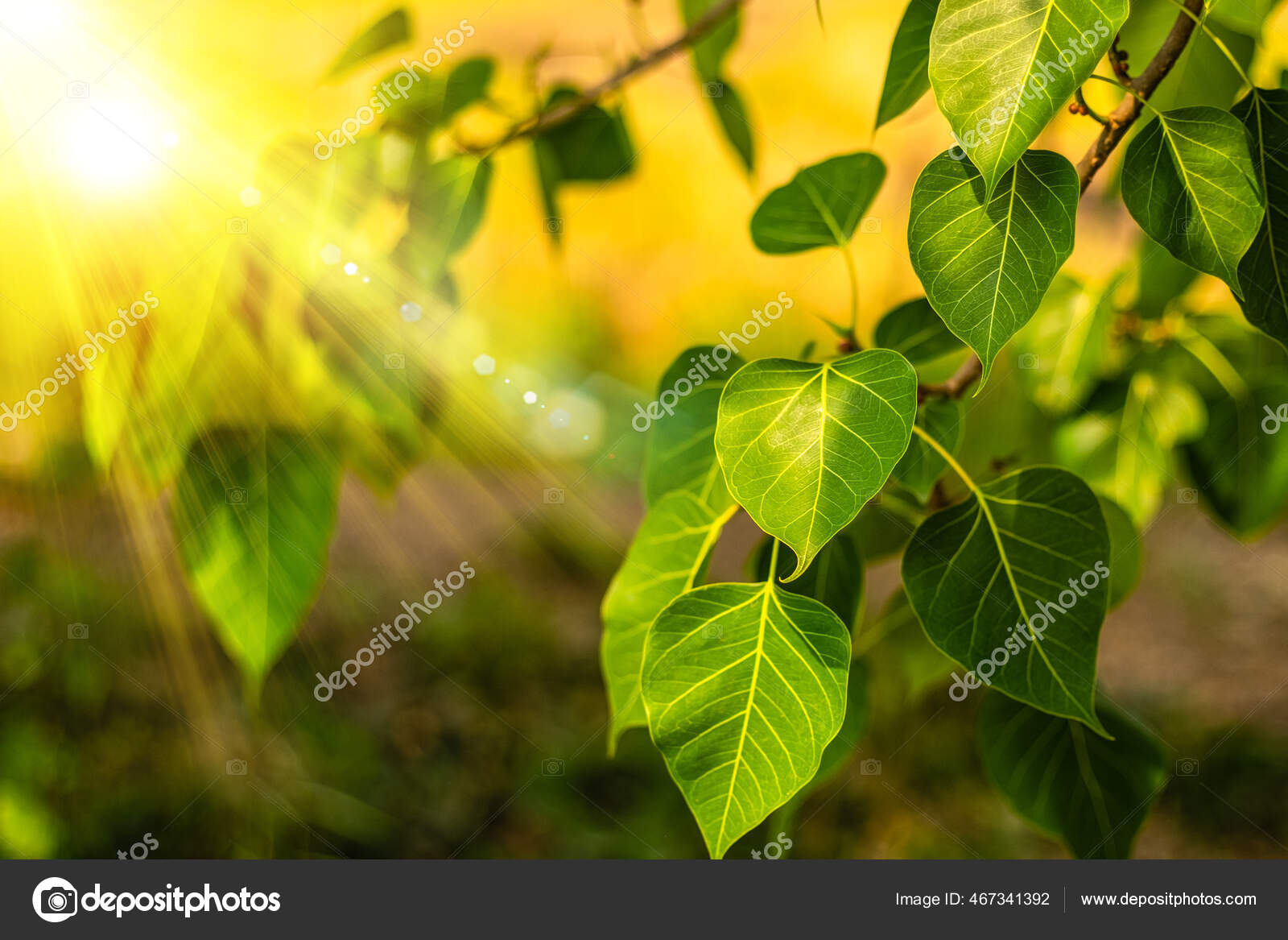 Close Fresh Green Leaf Sunlight Morning Bodhi Pipal Tree Tree — Stock ...