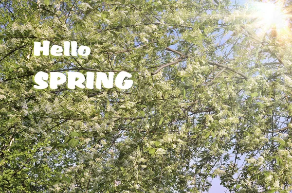 Hello spring Stock Photos, Royalty Free Hello spring Images | Depositphotos