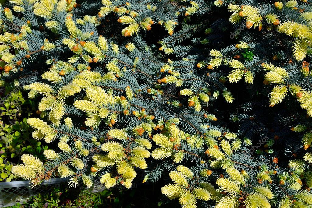 Picea pungens ramas de abeto espinoso Maigold con inusuales hermosas ...