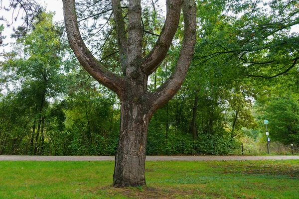 Real tree Stock Photos, Royalty Free Real tree Images | Depositphotos