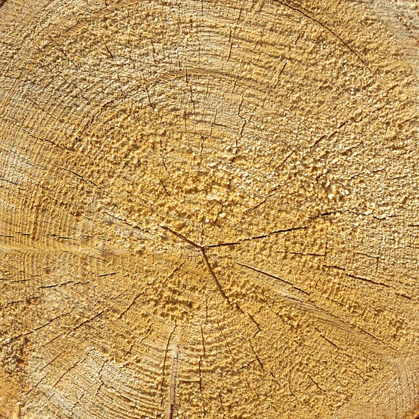 Tree trunk cross section set Stock Photos, Royalty Free Tree trunk ...