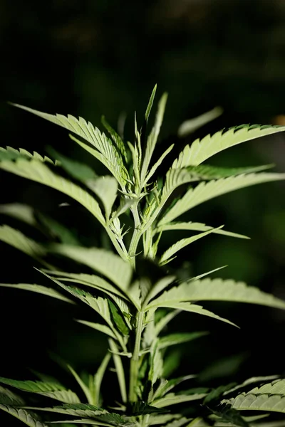 Medical marijuana background Stock Photos, Royalty Free Medical marijuana background Images ...