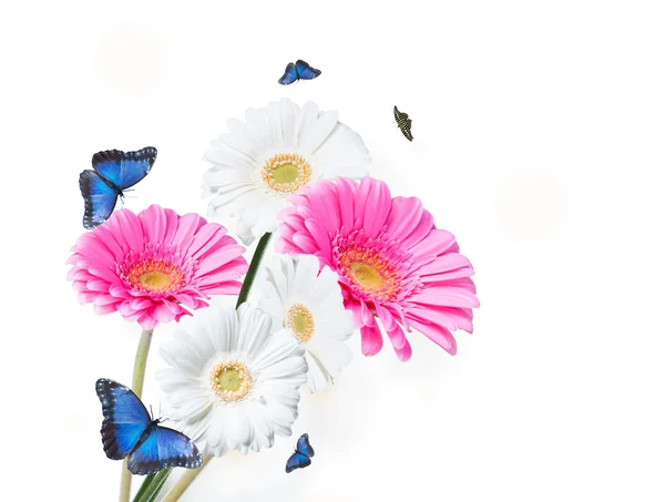 Gerber Daisy Isolated White Background Stock Photo by ©habovka 101320878