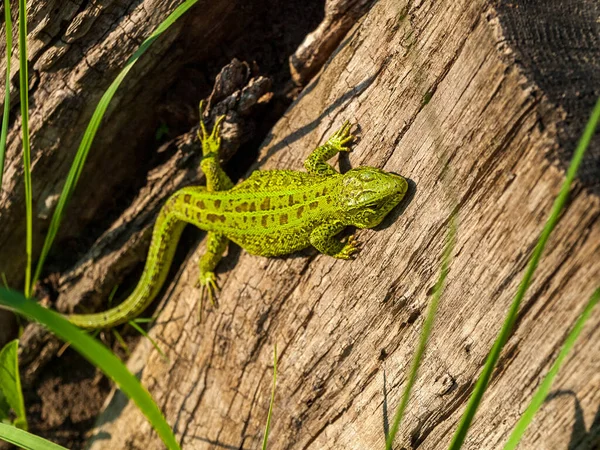 Lézard commun forêt verte Stock Photos, Royalty Free Lézard commun ...