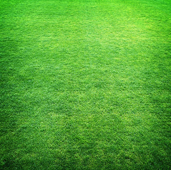 Fresh spring green grass, green grass texture or background - Stock ...