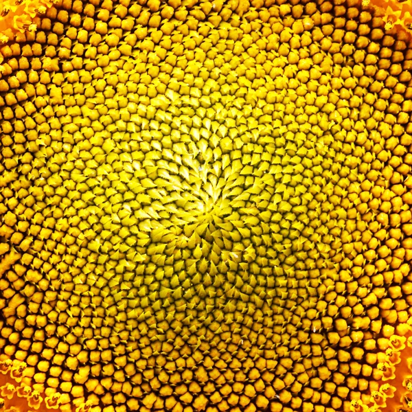 Sunflower macro shot — Stock Photo © Alexis84 #72919949