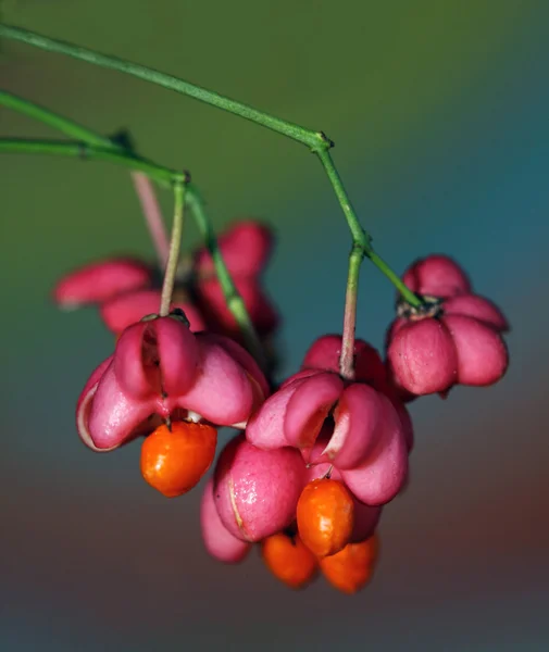 Imágenes de Graines de fuseau, fotos de Graines de fuseau sin royalties ...