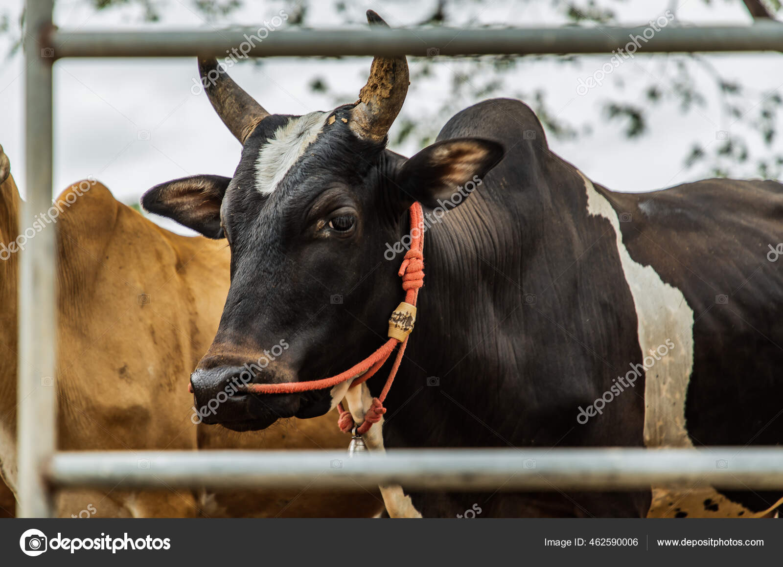 Black Horned Cow Native Species Other Cattle Background Cattlepen Farm ...