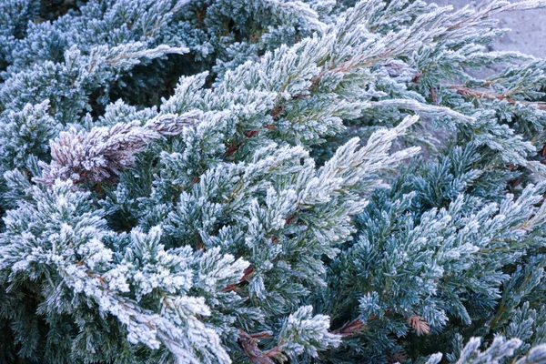 Juniper. Juniper branches and cones under snow and ice, illuminated by ...