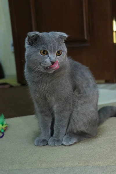 Fotos de Gato implorando, Imagens de Gato implorando sem royalties ...