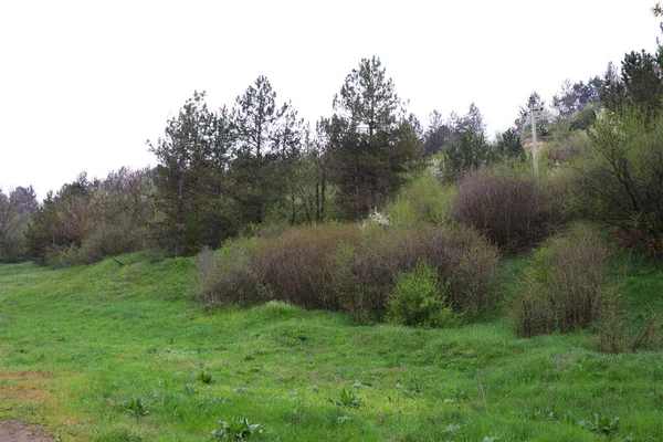 A forest clearing with lush green grass in spring. The clearing is ...