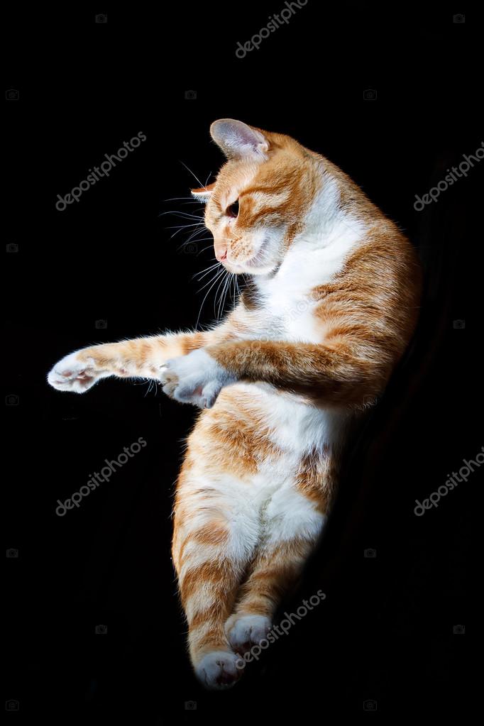 Dancing cat on black background Stock Photo by ©9parusnikov 108333190
