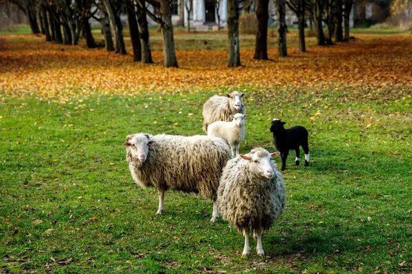 Sheep forest Stock Photos, Royalty Free Sheep forest Images | Depositphotos
