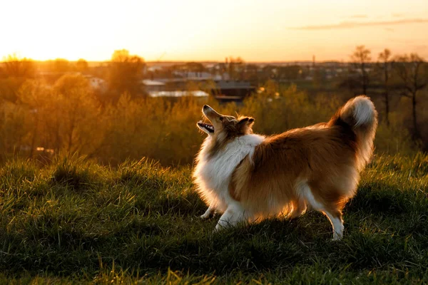 Fond majestueux Stock Photos, Royalty Free Fond majestueux Images ...