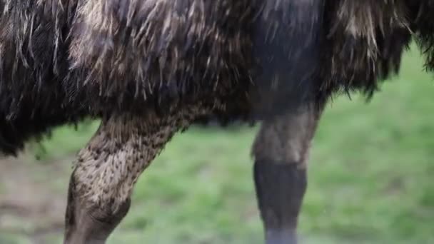 694 Pastoral people Videos, Royalty-free Stock Pastoral people Footage ...