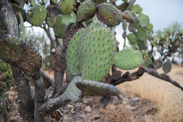 Llanuras nopales Stock Photos, Royalty Free Llanuras nopales Images ...