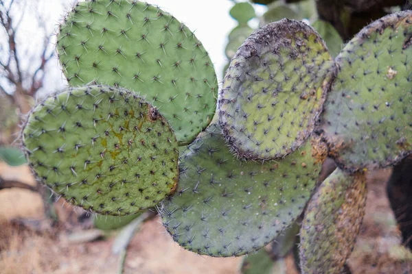 Nopal mexicano Stock Photos, Royalty Free Nopal mexicano Images ...