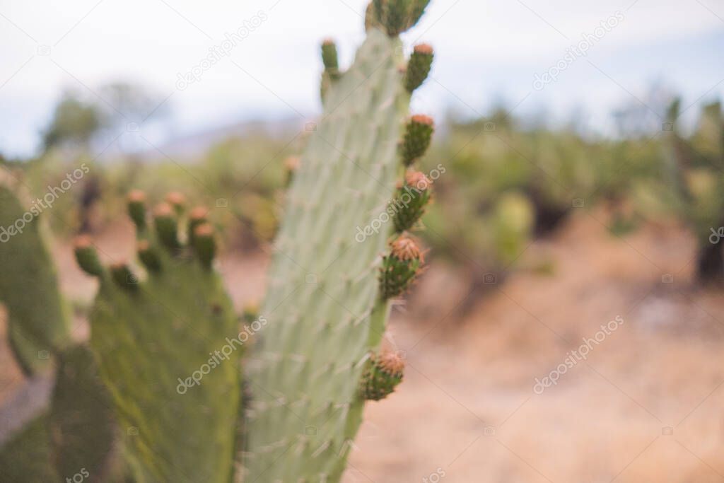 Plantas nopal mexicanas con el desierto borroso y el cielo como fondo 2024