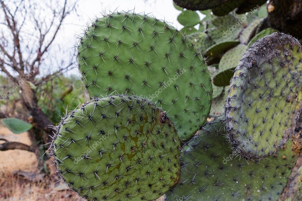Plantas de nopal mexicano quemado con fondo borroso 2024